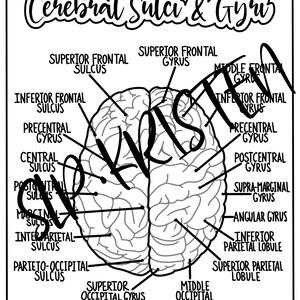 Cerebral Sulci/gyri Colroing Page-instant DOWNLOAD - Etsy