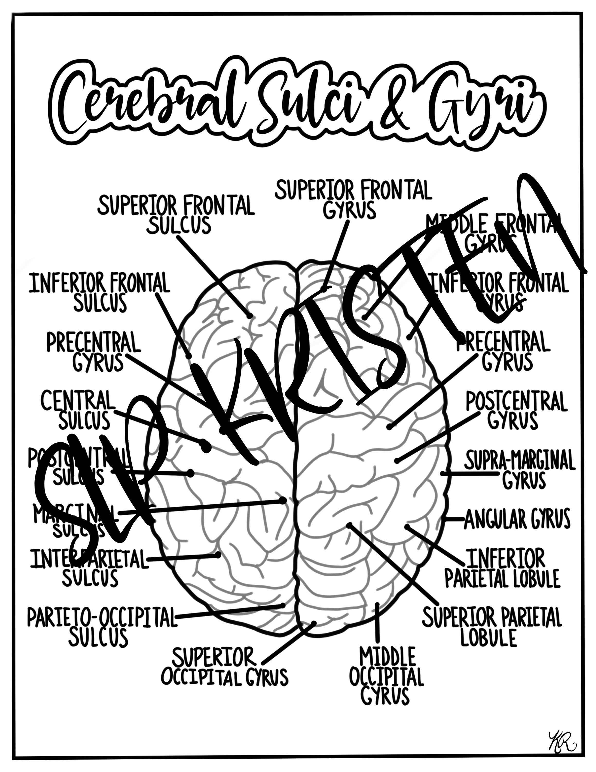 Cerebral Sulci/gyri Colroing Page-instant DOWNLOAD - Etsy
