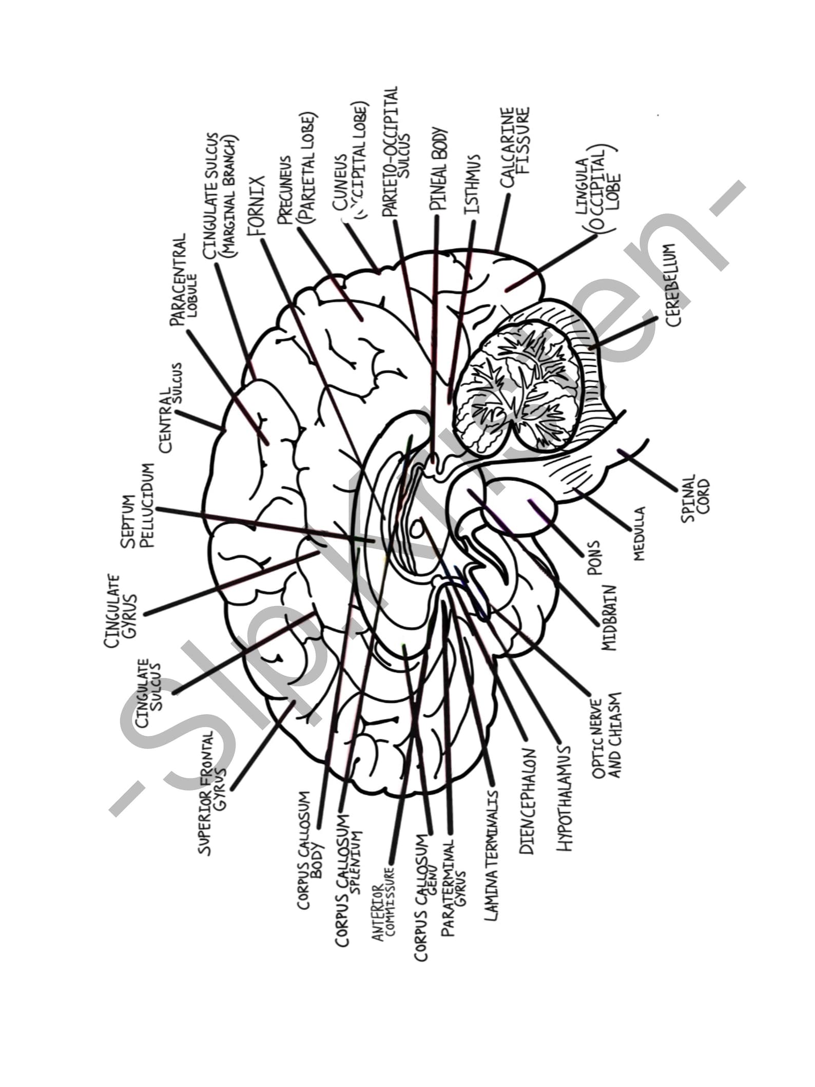 Anatomy Coloring Book for the Speech-language Pathologist - Etsy