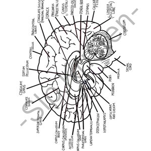 Anatomy Coloring Book for the Speech-language Pathologist - Etsy