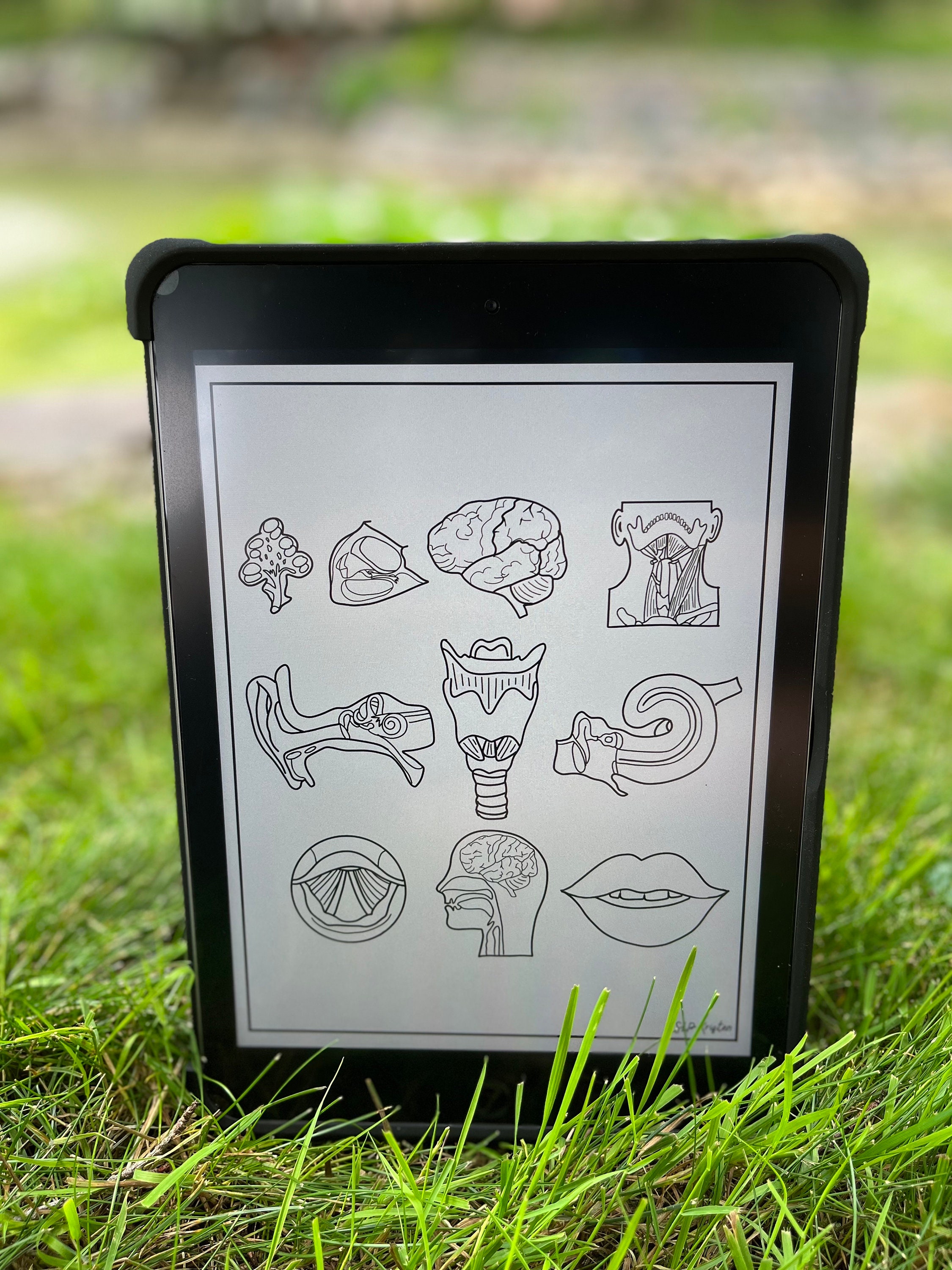 Anatomy Coloring Book for the SLP BUNDLE - Etsy Canada