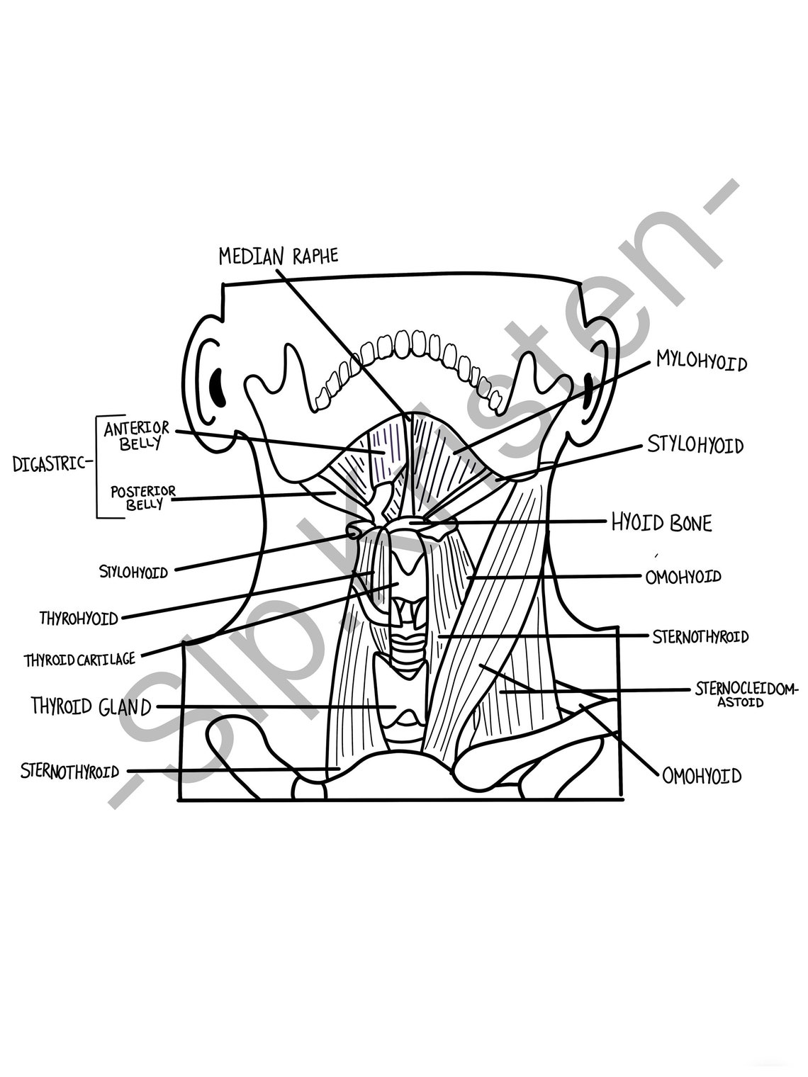 Anatomy Coloring Book for the Speech-language Pathologist - Etsy
