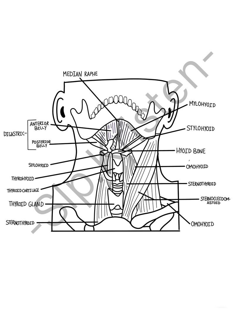 Anatomy Coloring Book for the Speech-language Pathologist - Etsy