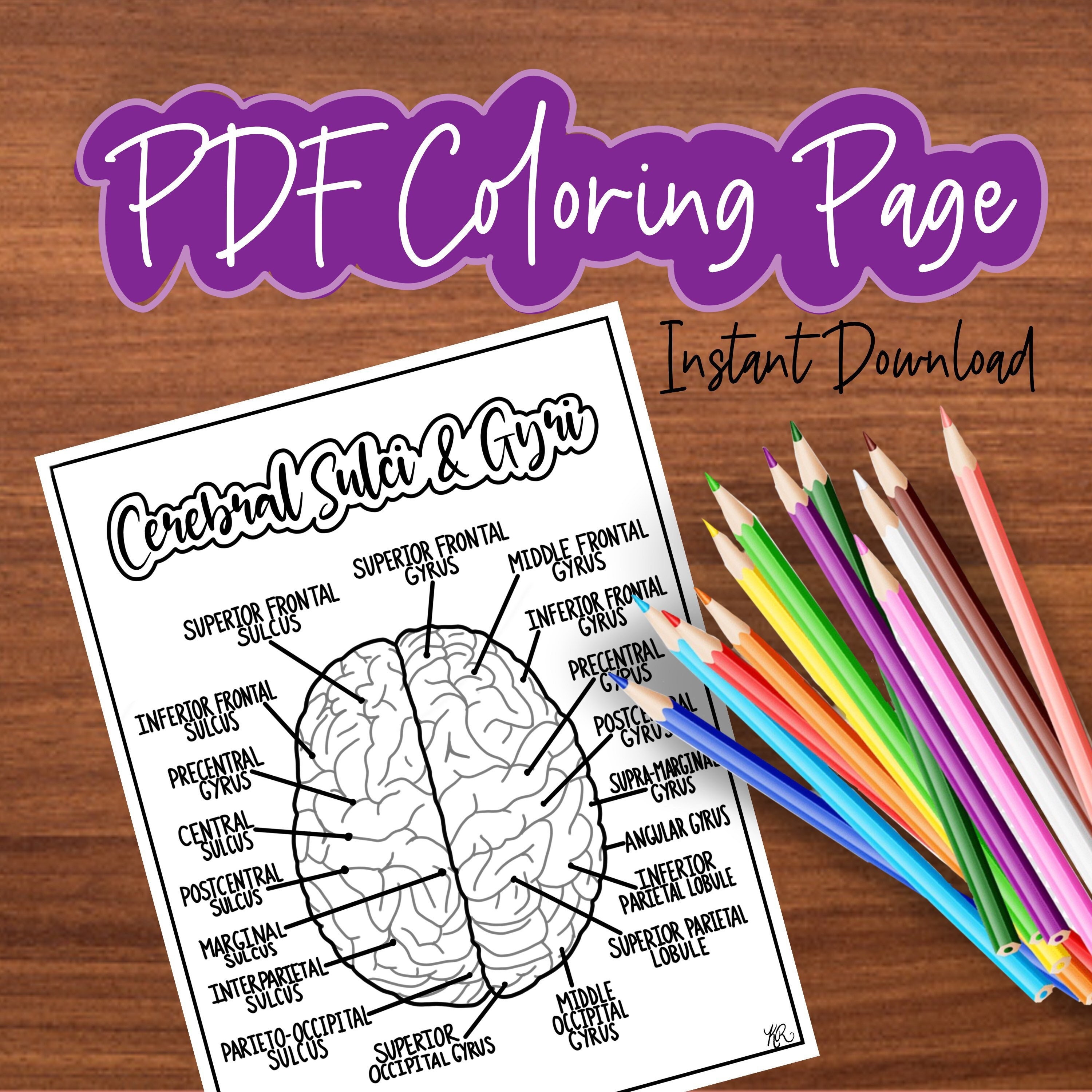 Cerebral Sulci/gyri Colroing Page-instant DOWNLOAD - Etsy