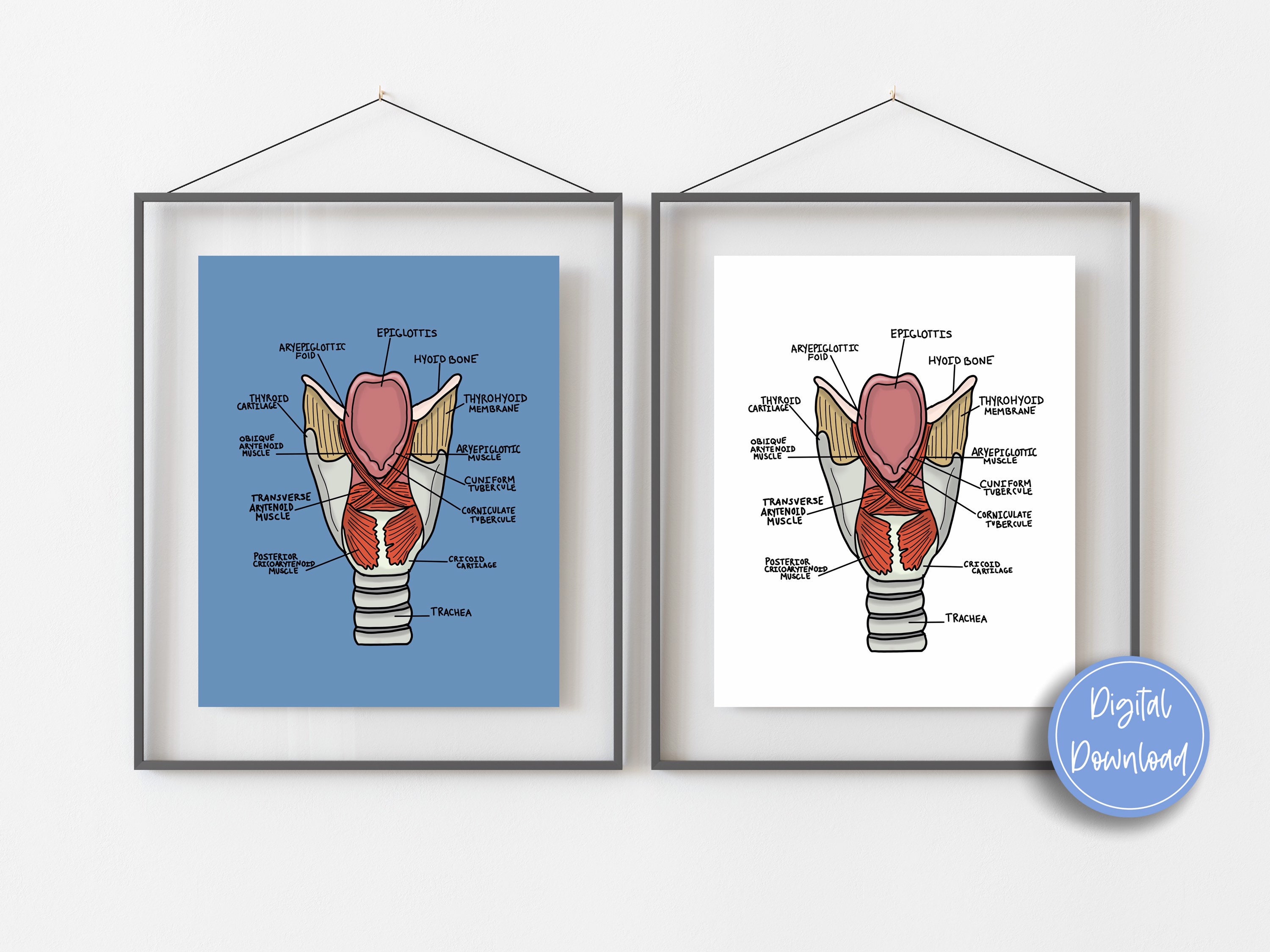 Larynx Muscles/cartilages Poster INSTANT DOWNLOAD - Etsy Australia