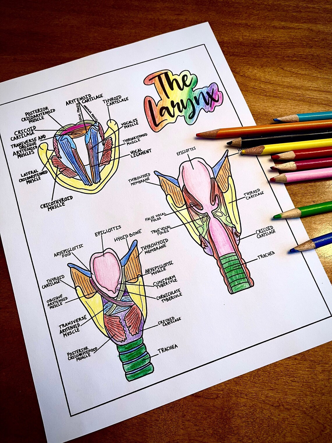Larynx Coloring Page - Etsy