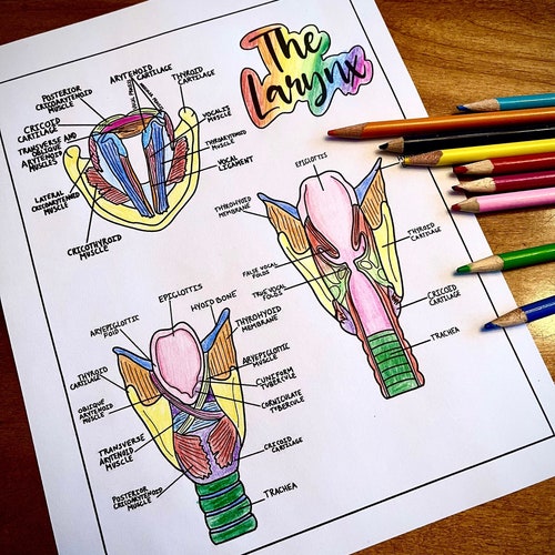 Larynx Coloring Page - Etsy