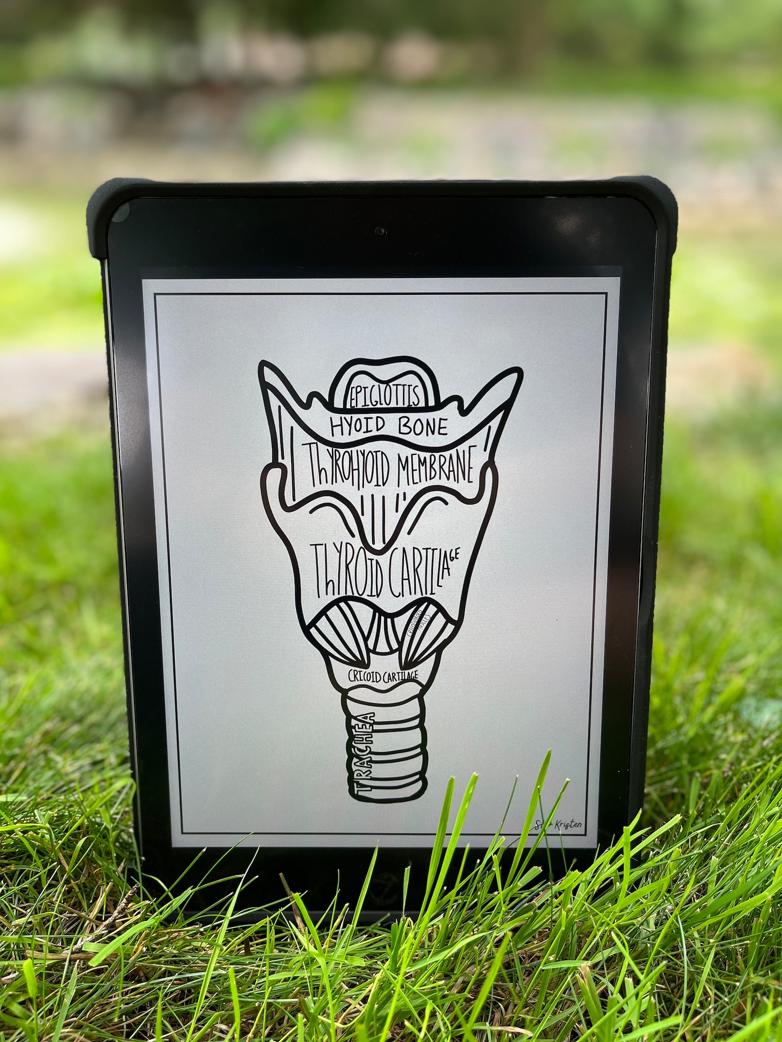 Anatomy Coloring Book for the SLP BUNDLE (digital Downloads) - Etsy