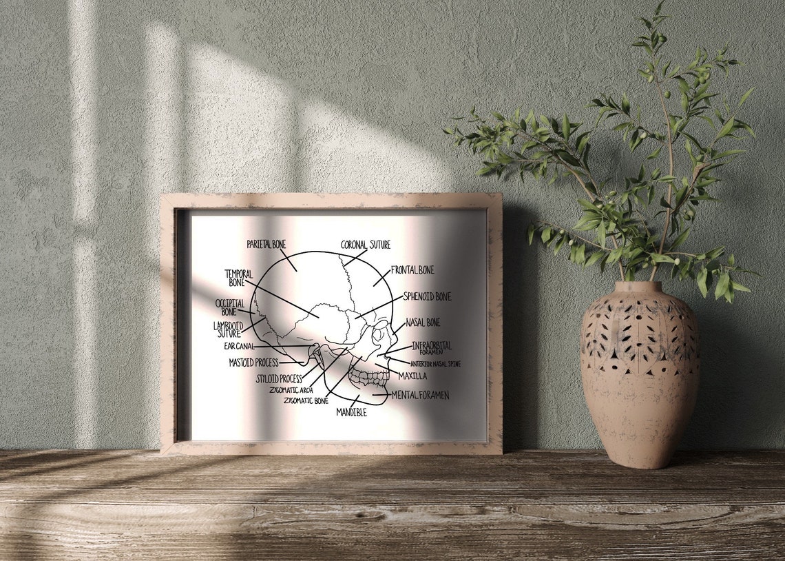 Cranial Bones Posters-instant DOWNLOAD - Etsy