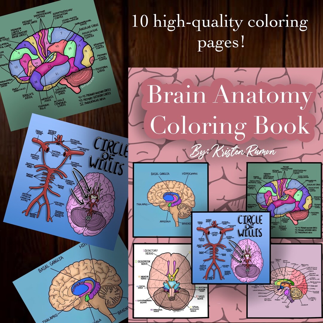Brain Anatomy Coloring Book - Etsy