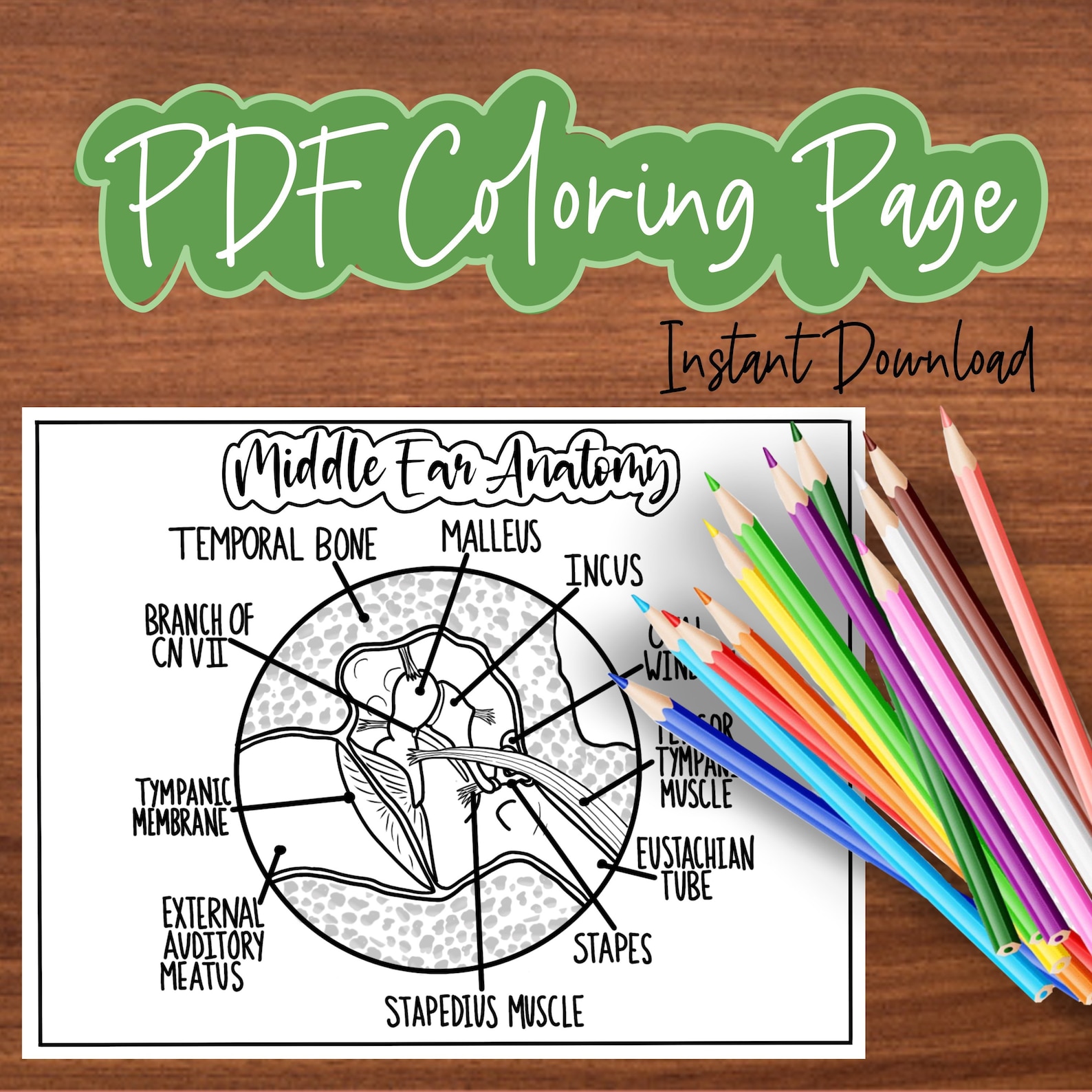 Middle Ear Anatomy Coloring Page - Etsy