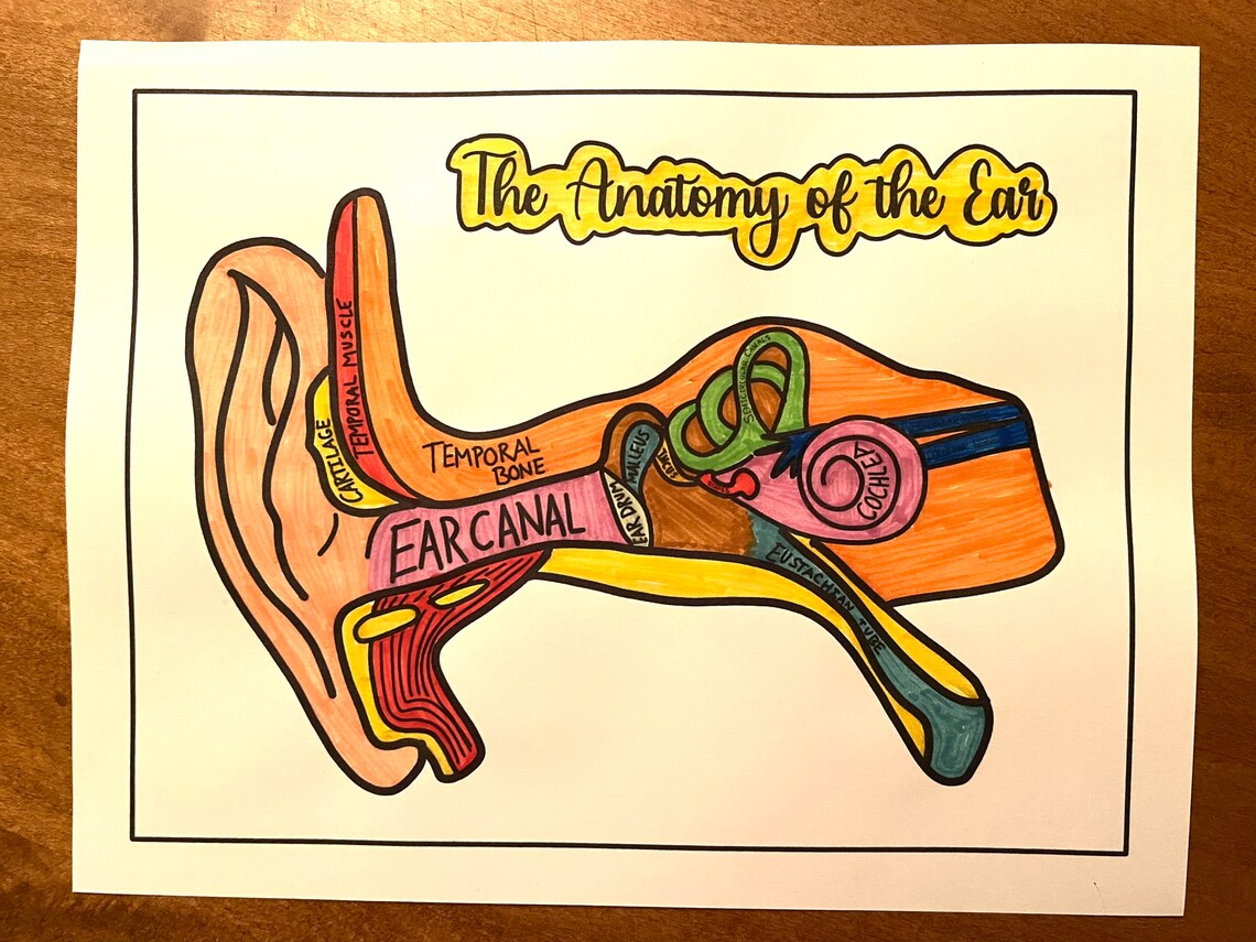 Ear Anatomy Coloring Page at Virginia Ertel blog