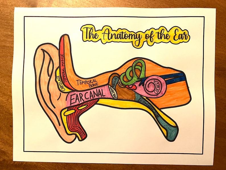 Ear Anatomy Coloring Page - Etsy