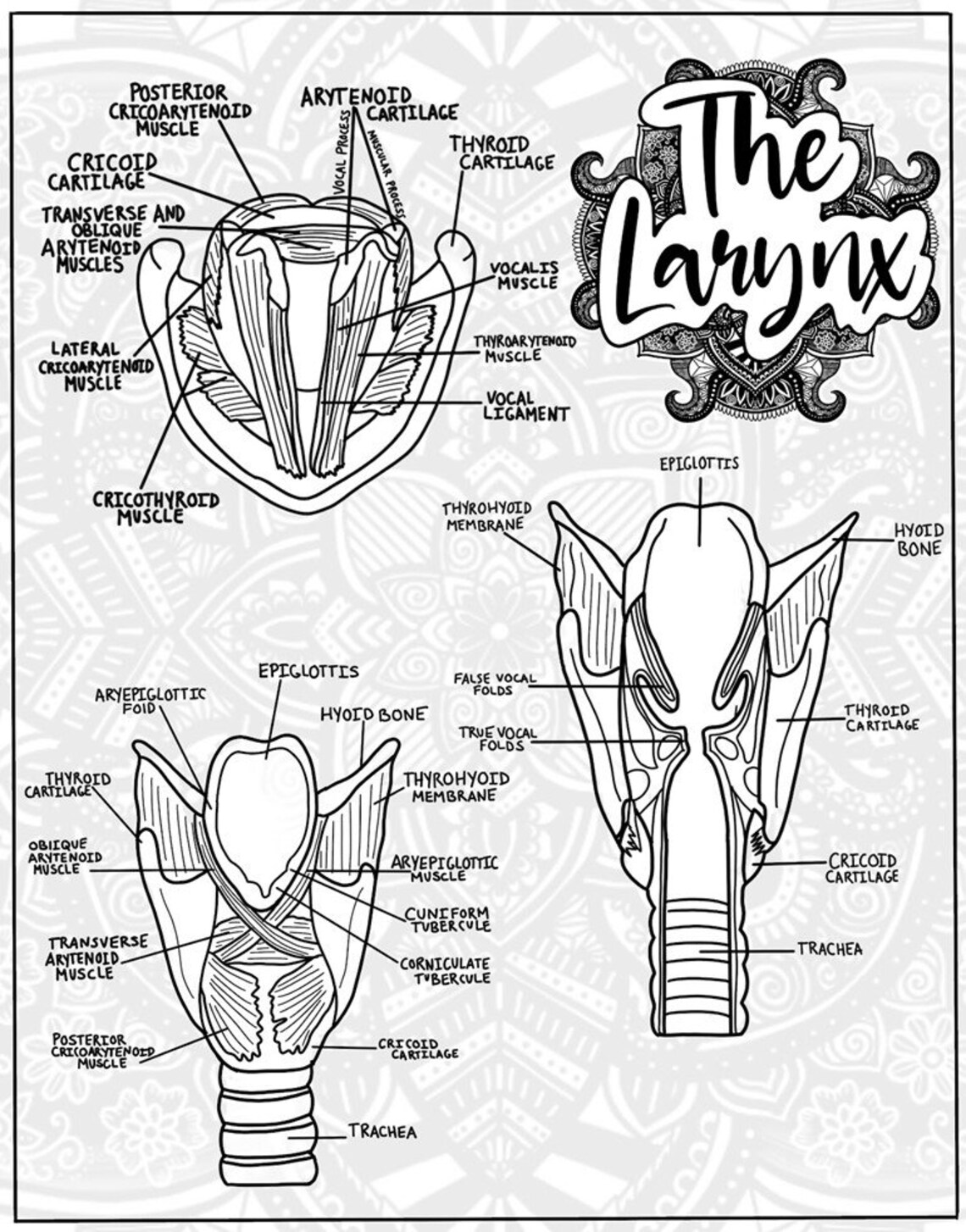 Larynx Coloring Page - Etsy Hong Kong