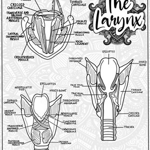 Larynx Coloring Page - Etsy
