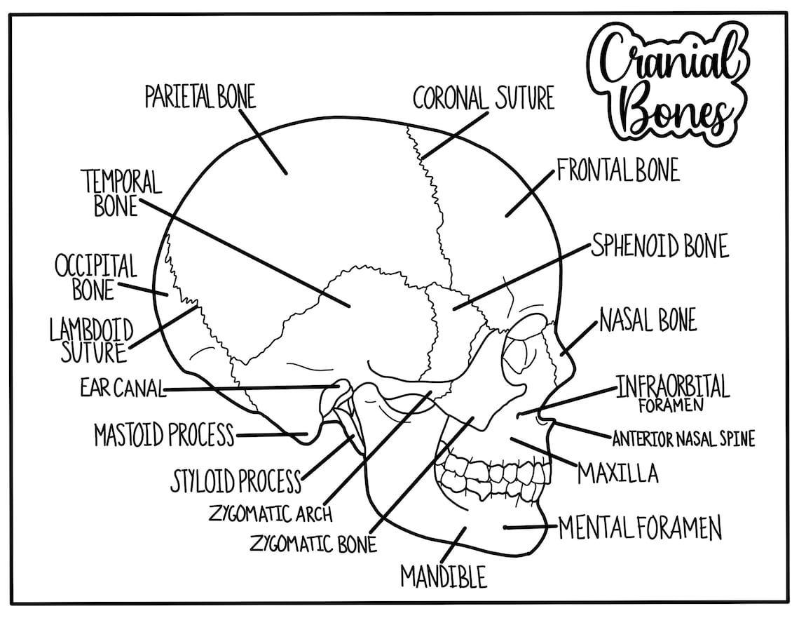 Cranial Bones Coloring Page - Etsy Canada