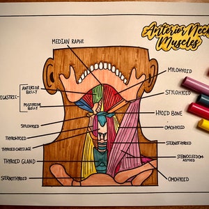 Anterior Neck Muscles Coloring Page - Etsy