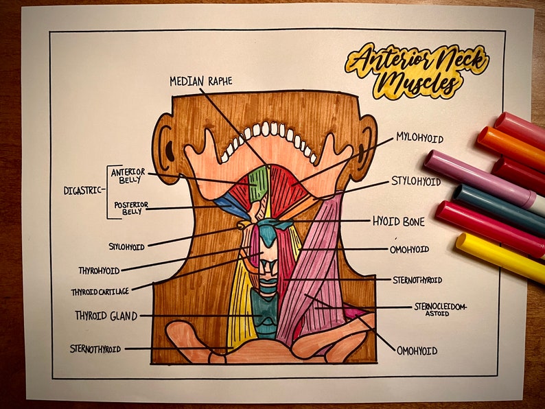 Anterior Neck Muscles Coloring Page - Etsy