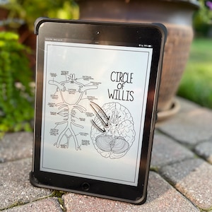 Anatomy Coloring Book for the Speech-language Pathologist (digital ...