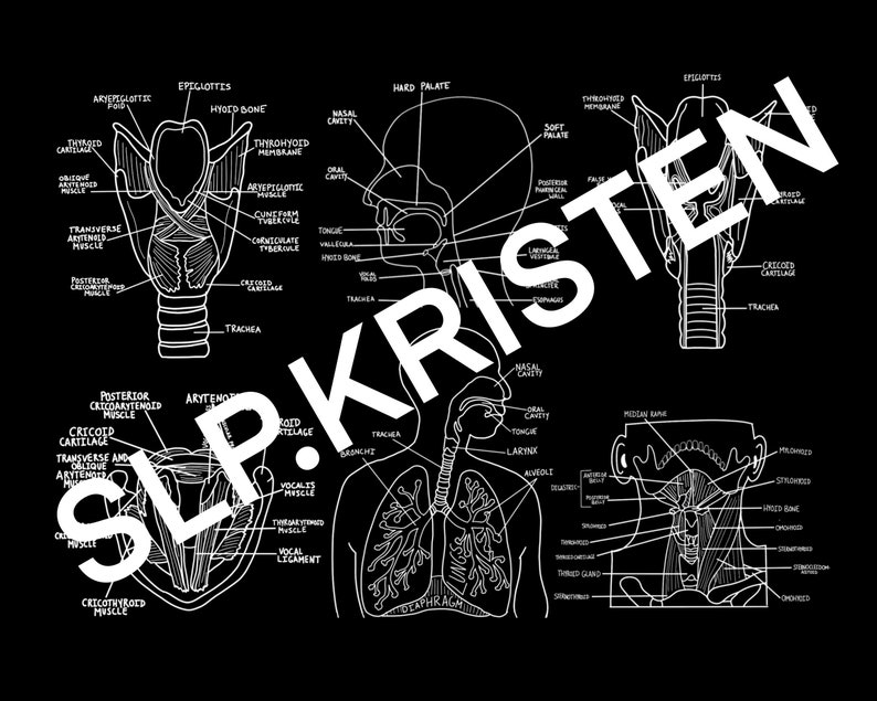 SLP Voice and Respiratory Anatomy Posters (instant Download) - Etsy