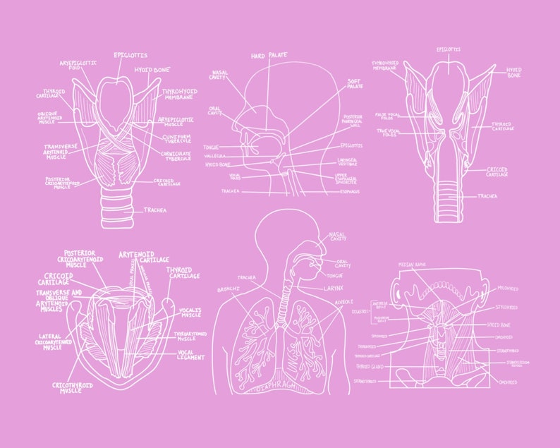 SLP Voice and Respiratory Anatomy Posters (instant Download) - Etsy