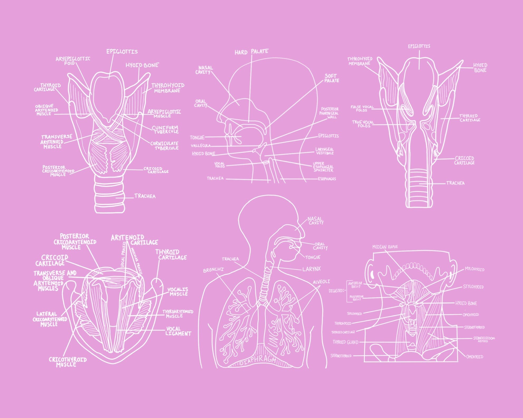 SLP Voice and Respiratory Anatomy Posters - Etsy