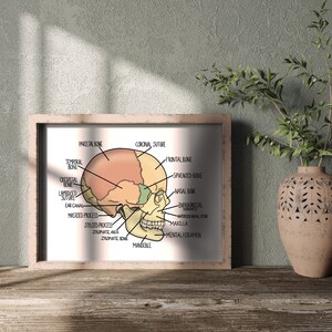Cranial Bones Posters-instant DOWNLOAD - Etsy