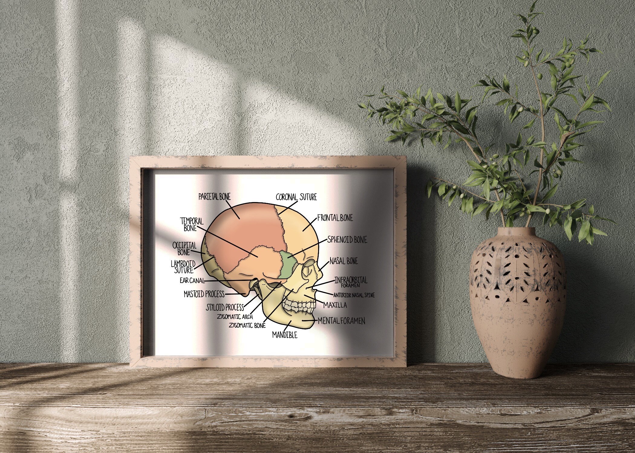 Cranial Bones Posters-instant DOWNLOAD - Etsy