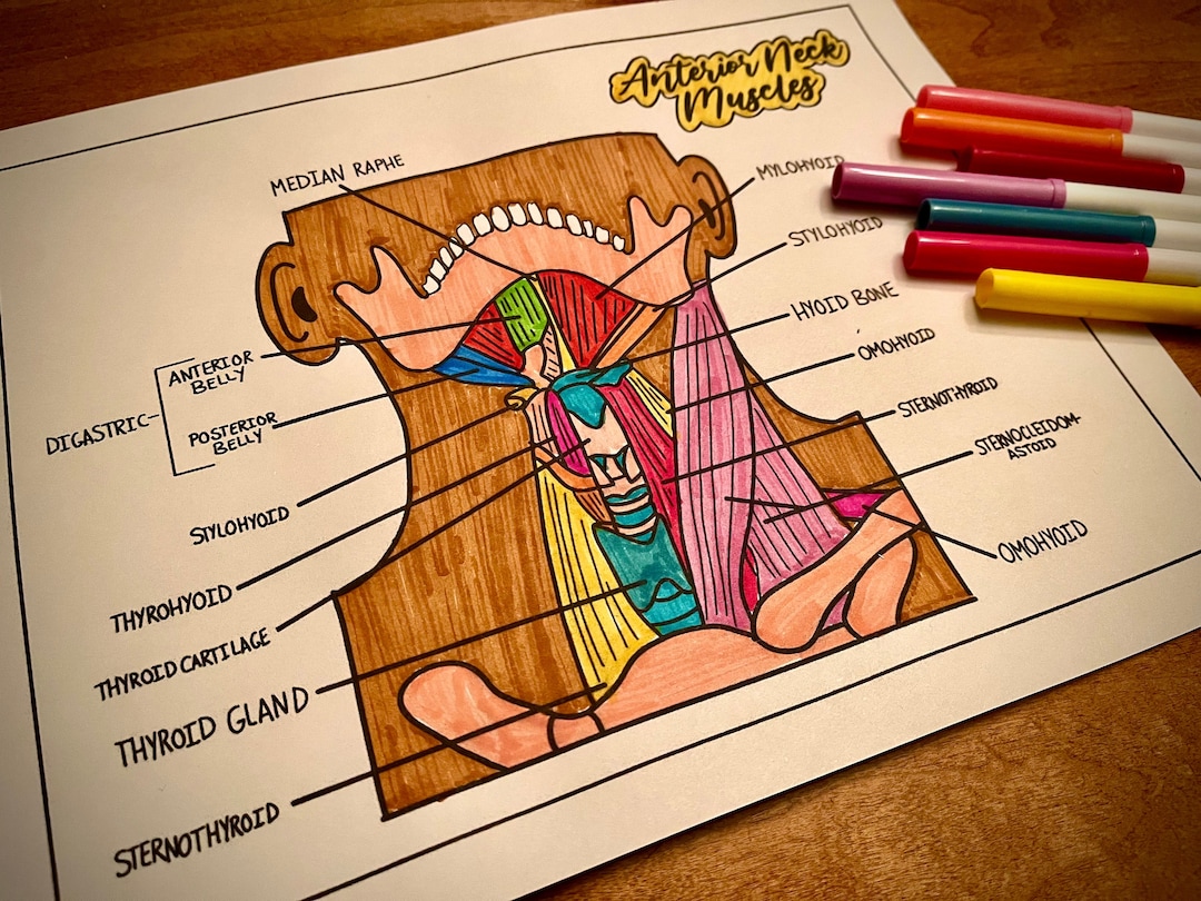 Anterior Neck Muscles Coloring Page - Etsy