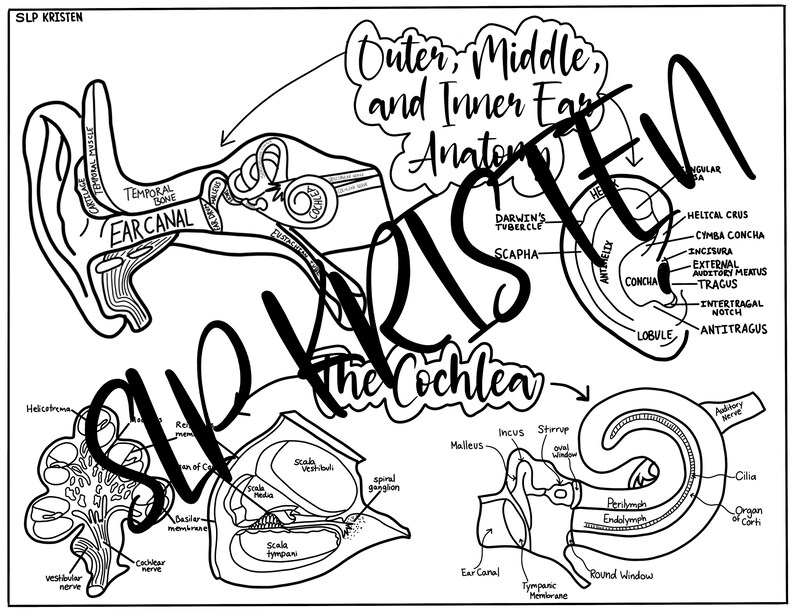 Inner Middle and Outer Ear Anatomy Coloring Page - Etsy
