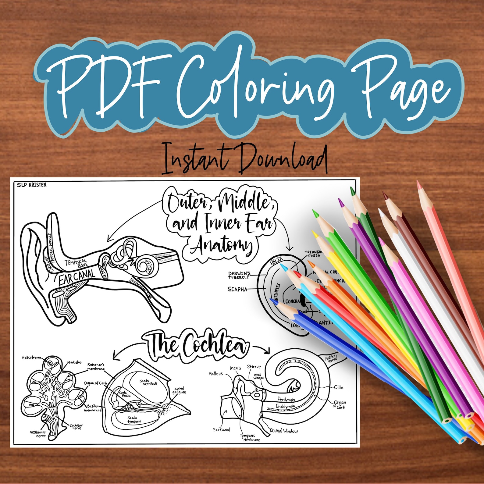 Inner Middle and Outer Ear Anatomy Coloring Page - Etsy