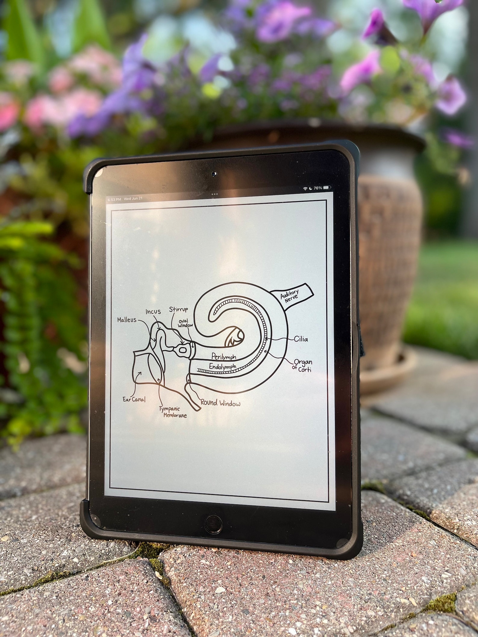Anatomy Coloring Book For The Speech Language Pathologist Digital