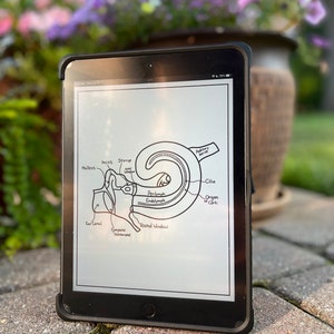 Anatomy Coloring Book for the Speech-language Pathologist (digital ...