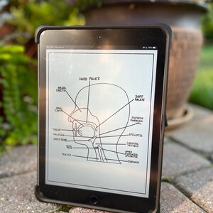 Anatomy Coloring Book for the Speech-language Pathologist (digital ...