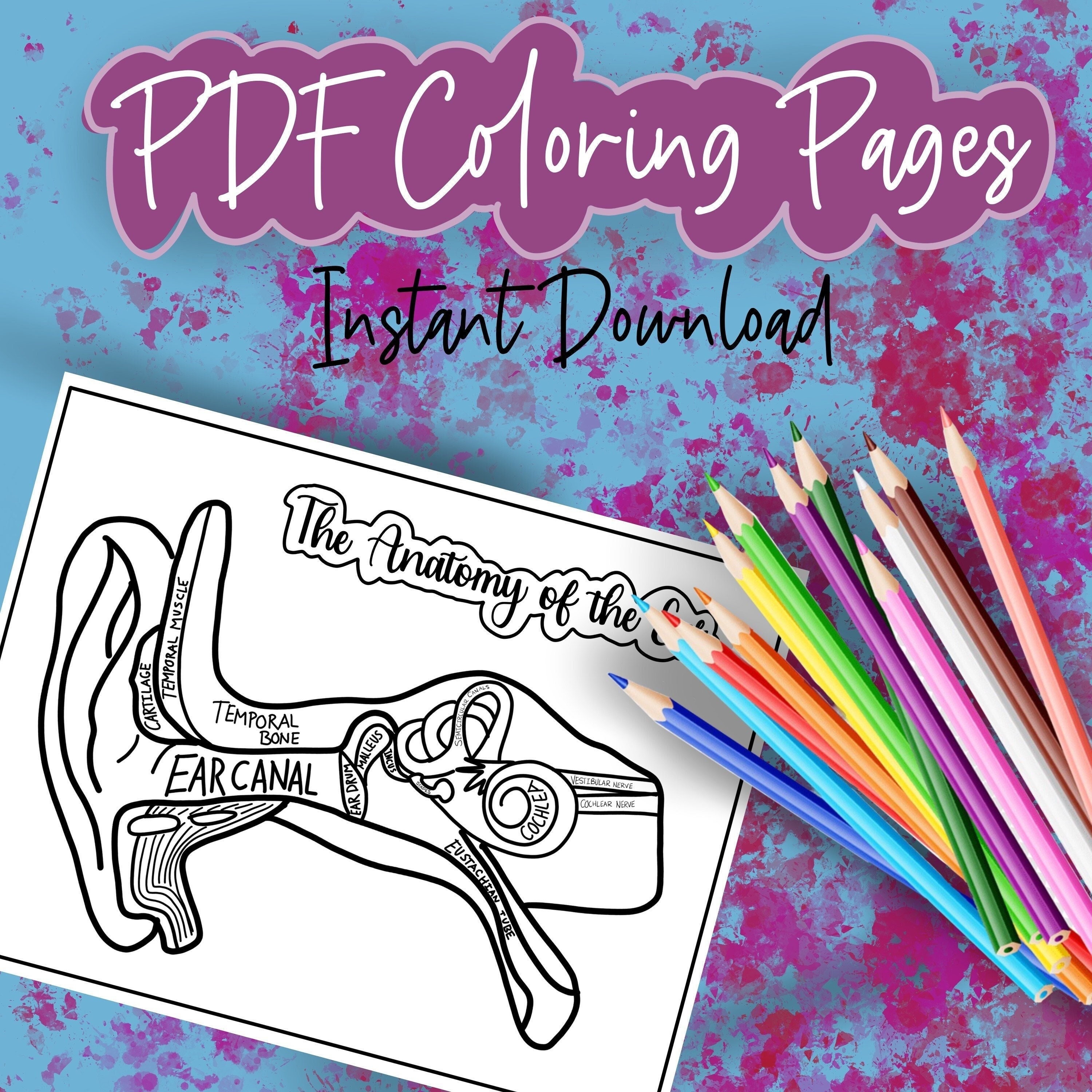 Ear Anatomy Coloring Page at Virginia Ertel blog