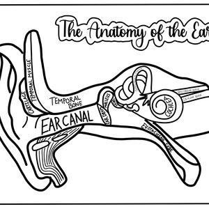 Ear Anatomy Coloring Page - Etsy Canada