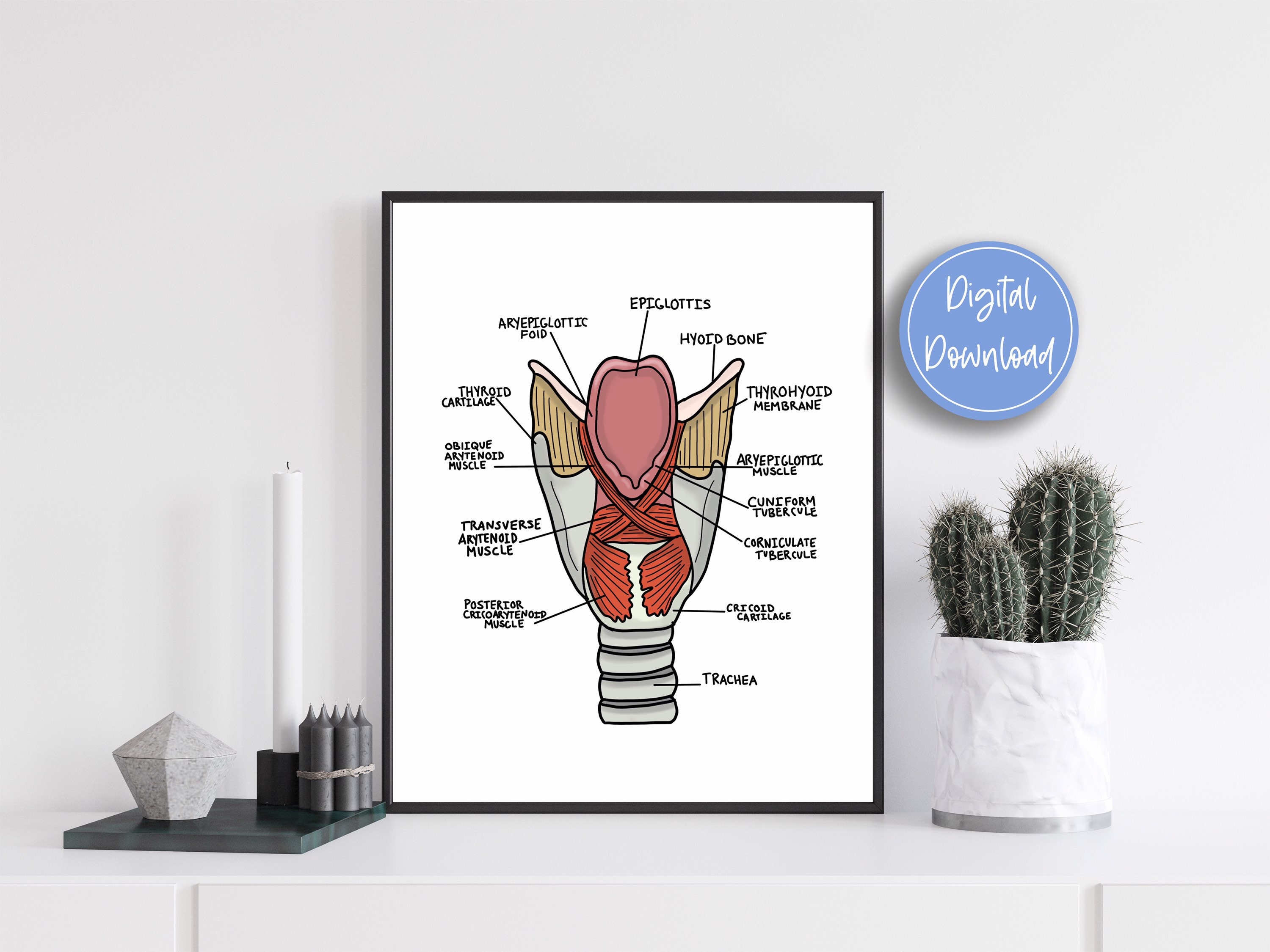 Larynx Muscles/cartilages Poster INSTANT DOWNLOAD - Etsy Australia
