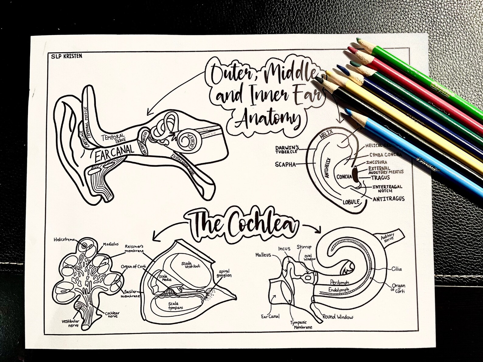 Inner Middle and Outer Ear Anatomy Coloring Page - Etsy