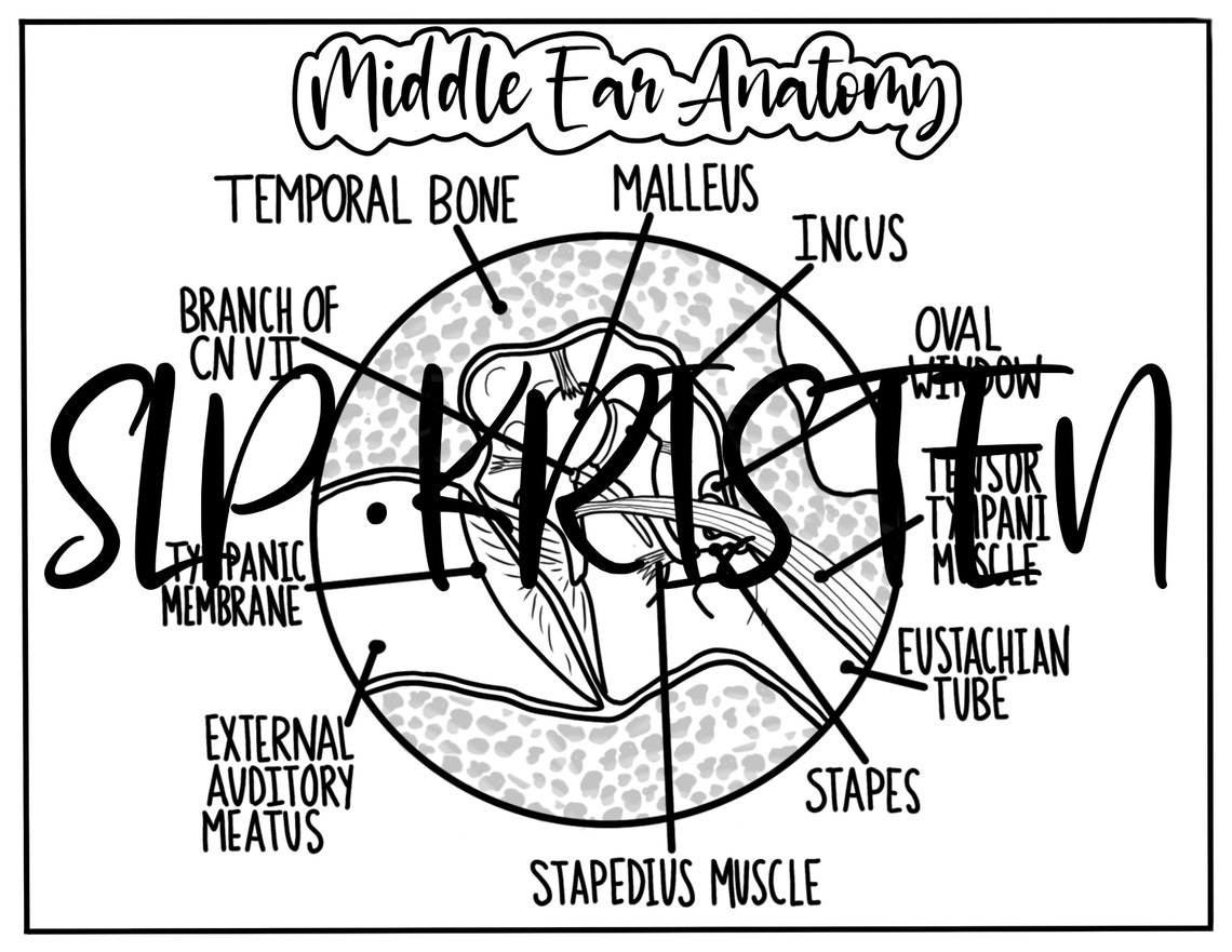 Middle Ear Anatomy Coloring Page - Etsy