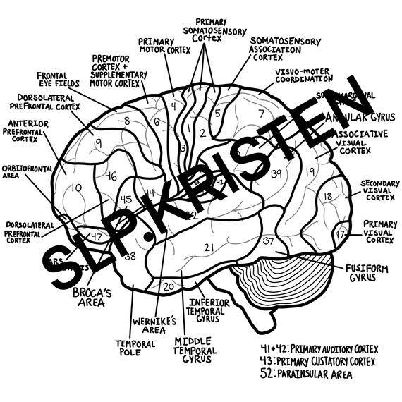Brain Anatomy Coloring Pages