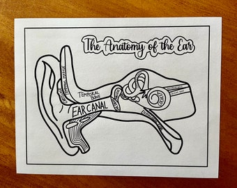Middle Ear Anatomy Coloring Page - Etsy