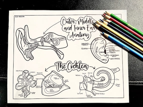 Ear Anatomy Coloring Page Human Anatomy Coloring Book For Kids: A
