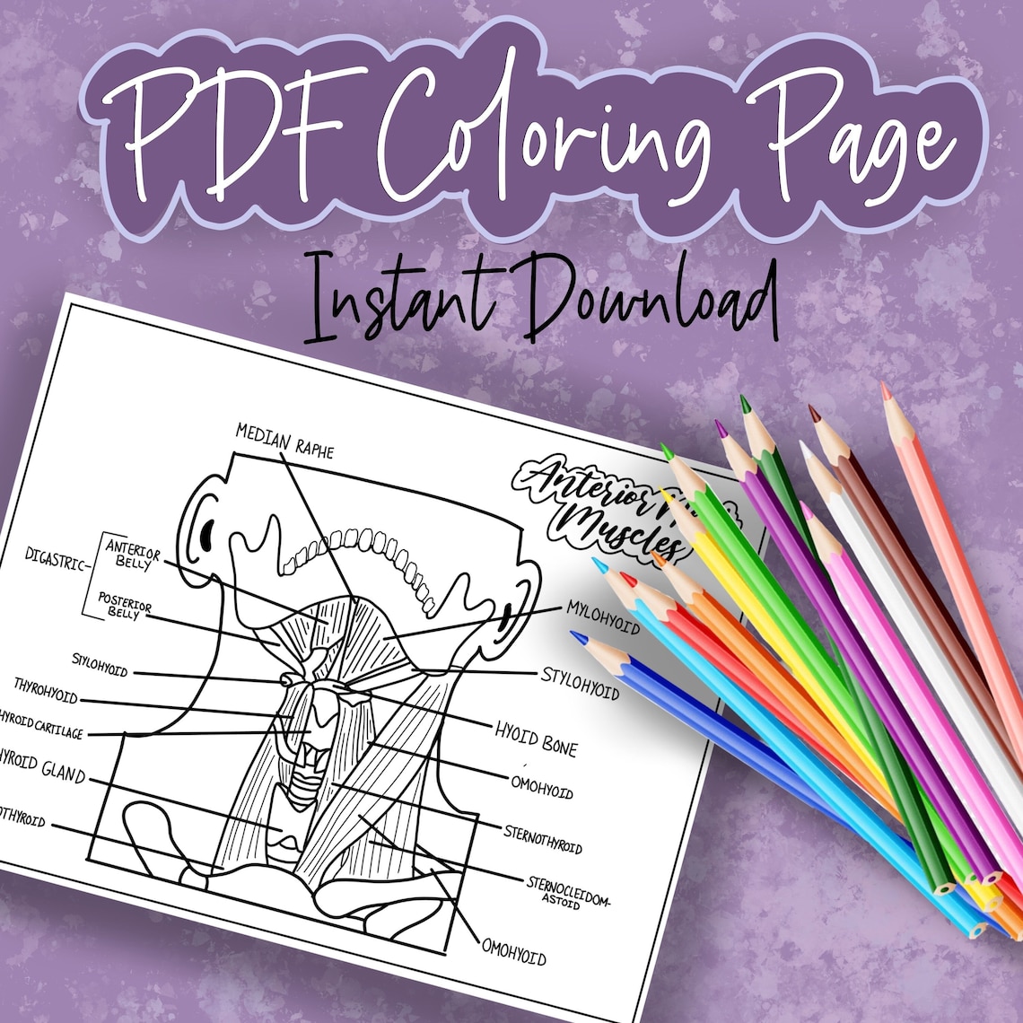 Anterior Neck Muscles Coloring Page - Etsy Canada