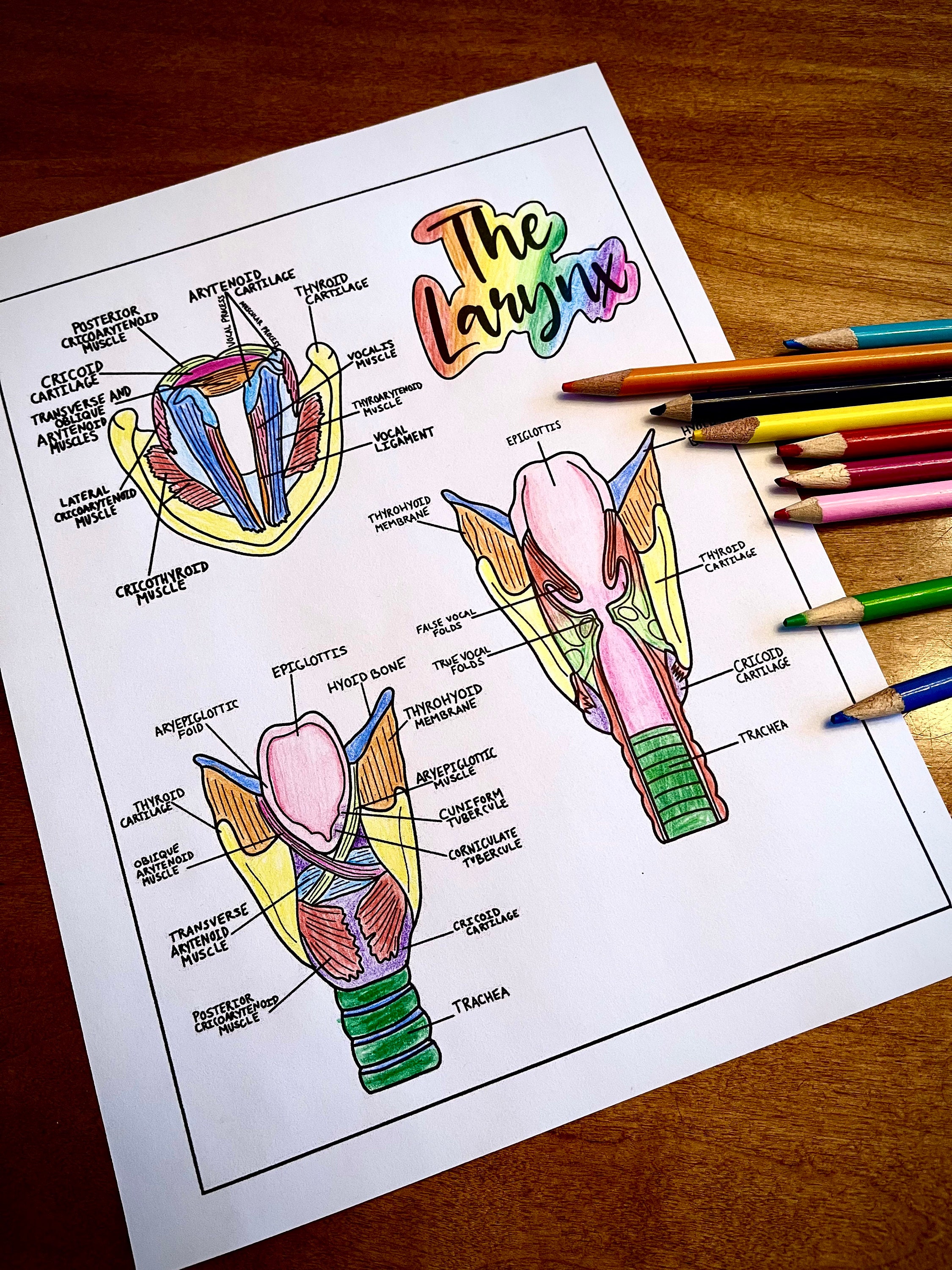 Larynx Coloring Page - Etsy Hong Kong