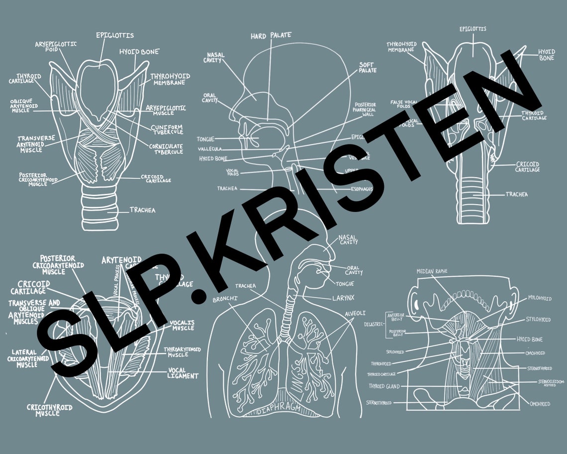 SLP Voice and Respiratory Anatomy Posters | Etsy