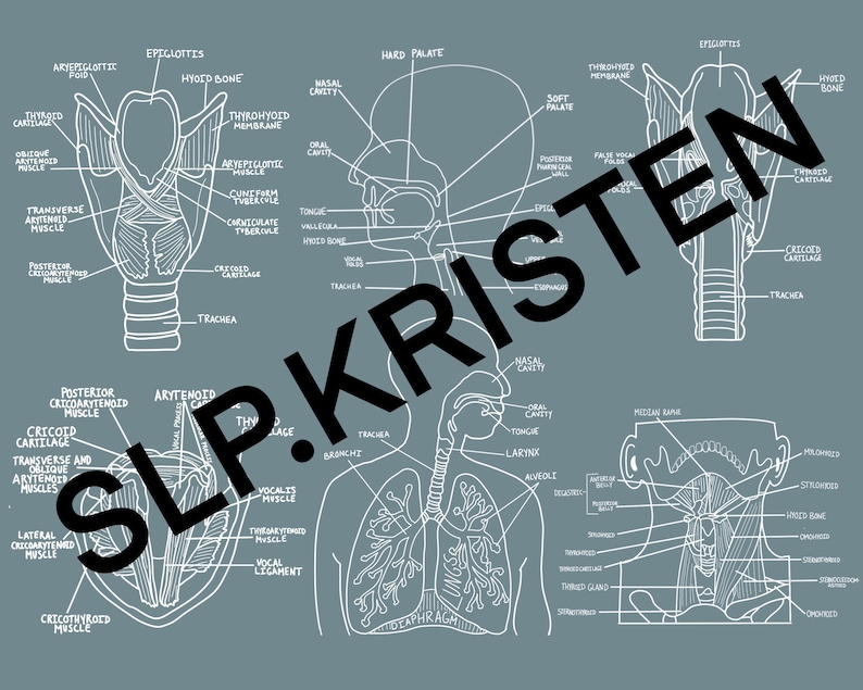 SLP Voice and Respiratory Anatomy Posters | Etsy