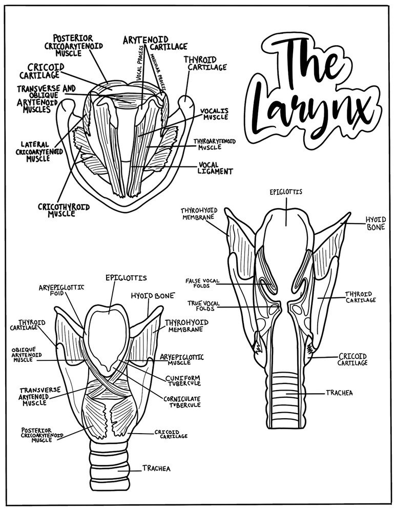 Larynx Coloring Page - Etsy
