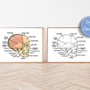 Cranial Bones Posters-instant DOWNLOAD - Etsy