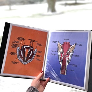 Speech & Hearing Anatomy Picture Book (full Size and Pocket Size ...