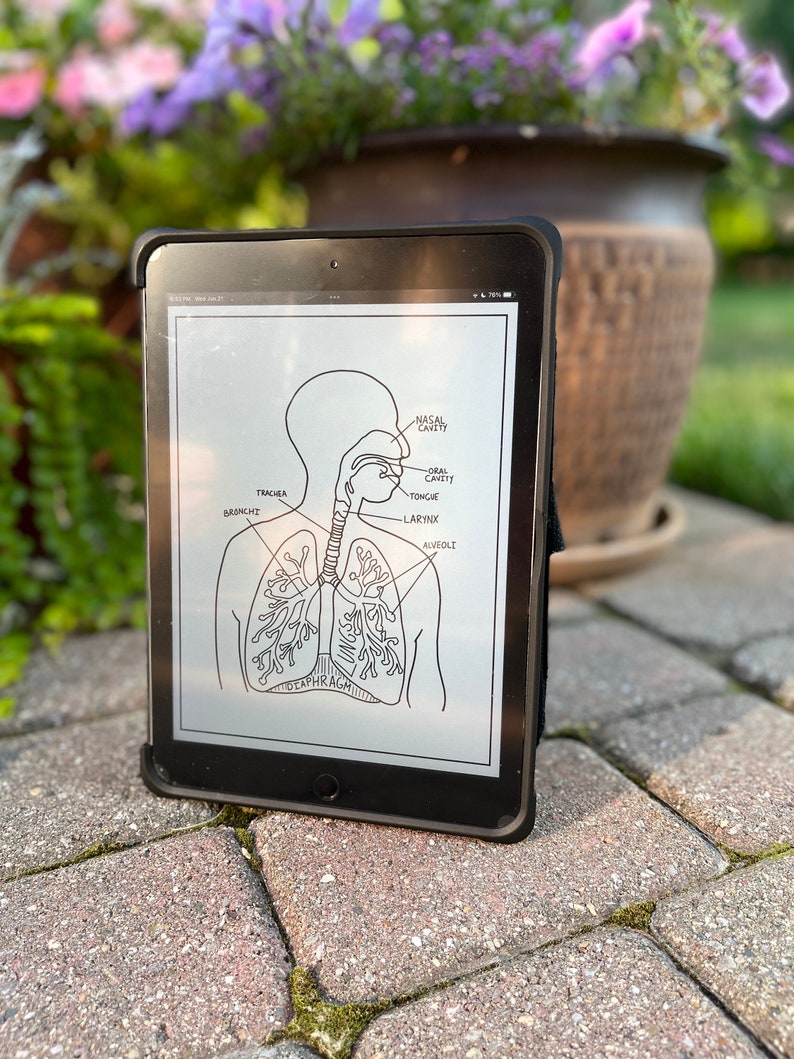 Anatomy Coloring Book for the Speech-language Pathologist (digital ...